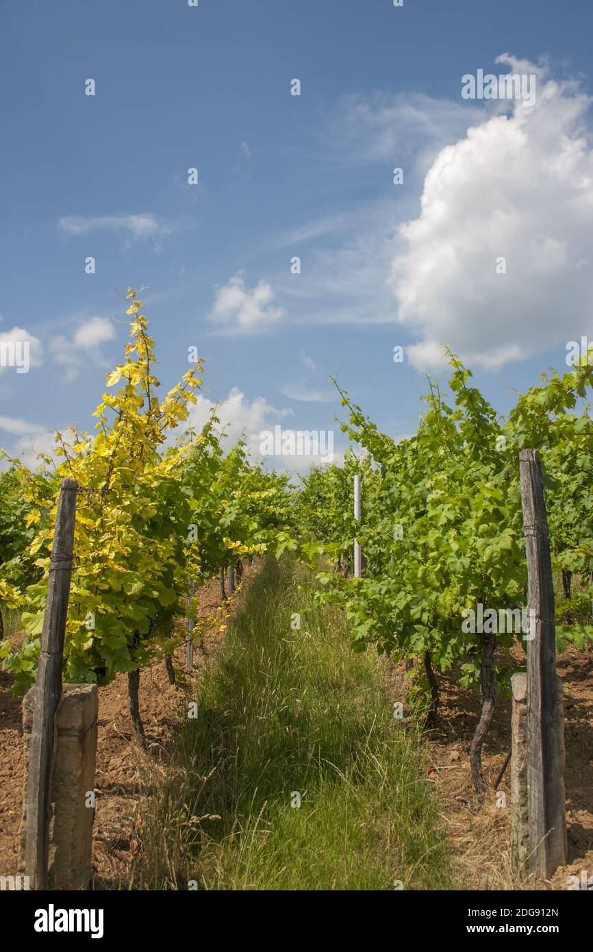 Vitis Vinifera Subsp Vinifera High Resolution Stock Photography and Images - Alamy