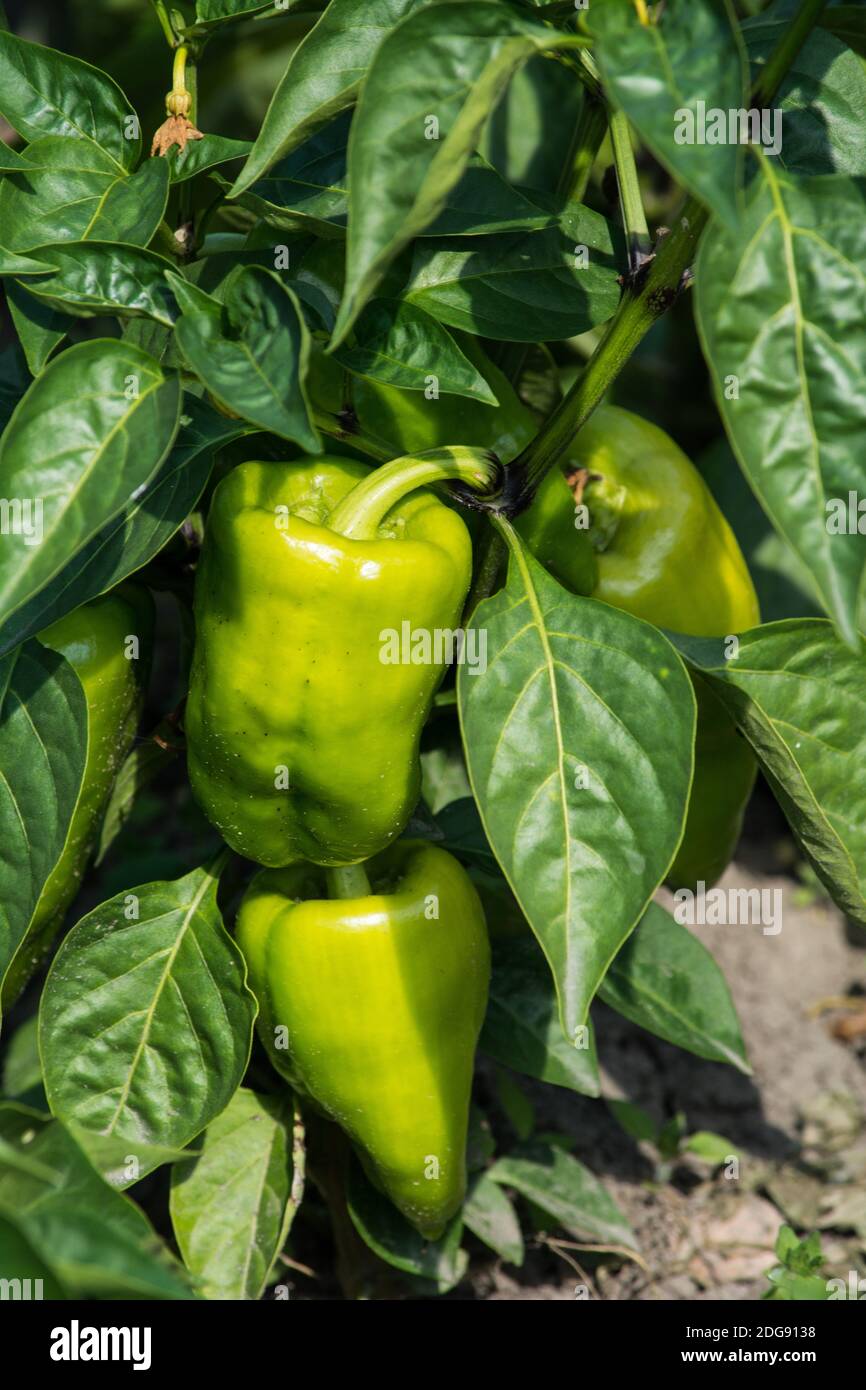 still green paprika in the garden, hanging on a green bush Stock Photo ...