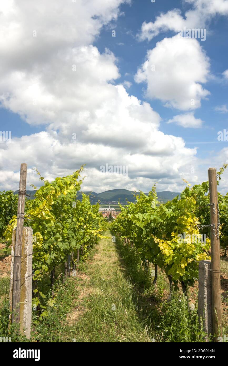 Vitis Vinifera Subsp Vinifera High Resolution Stock Photography and Images - Alamy