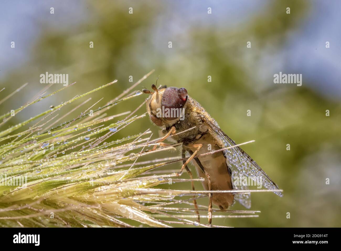 Bee alone hi-res stock photography and images - Alamy
