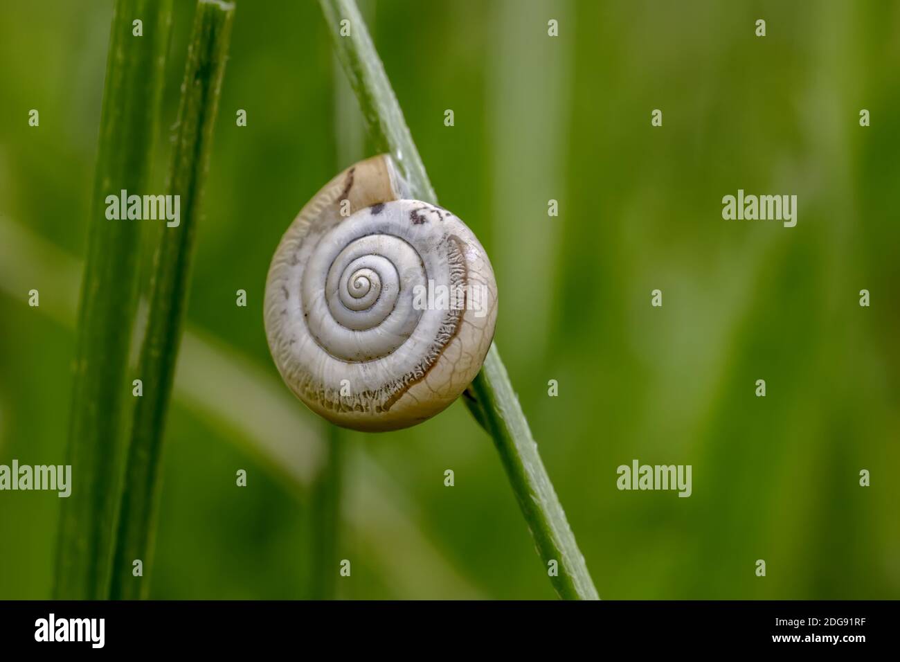 Ornamental snail hi-res stock photography and images - Alamy