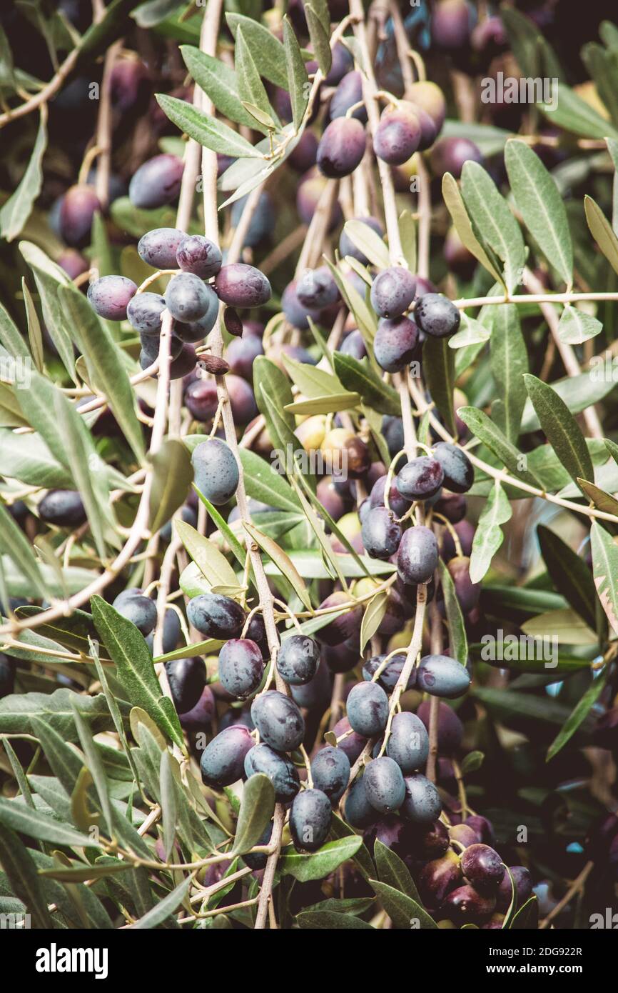 olive tree branch full of berries Stock Photo - Alamy