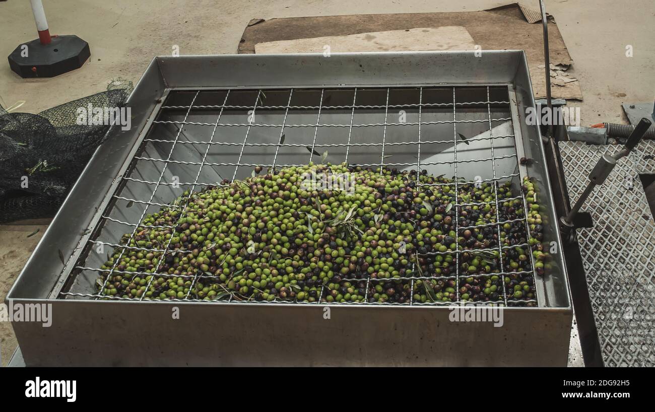 The fresh olives being prepared for the oil extraction process Stock ...