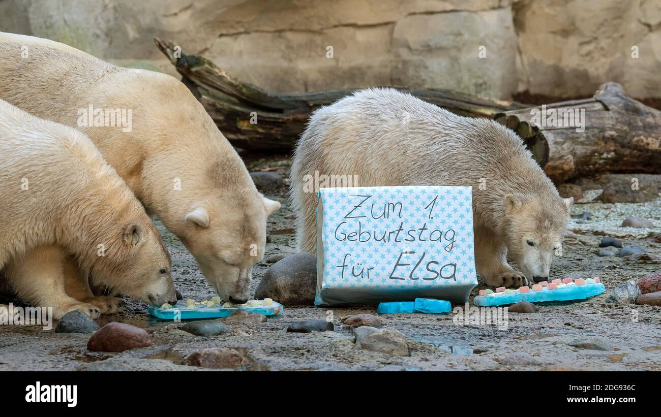 Bremerhaven, Germany. 08th Dec, 2020. The polar bear cubs Anna and Elsa ...