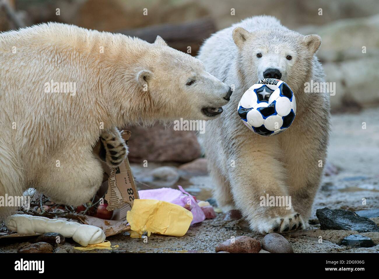 Bremerhaven, Germany. 08th Dec, 2020. Two polar bears playing with a ...
