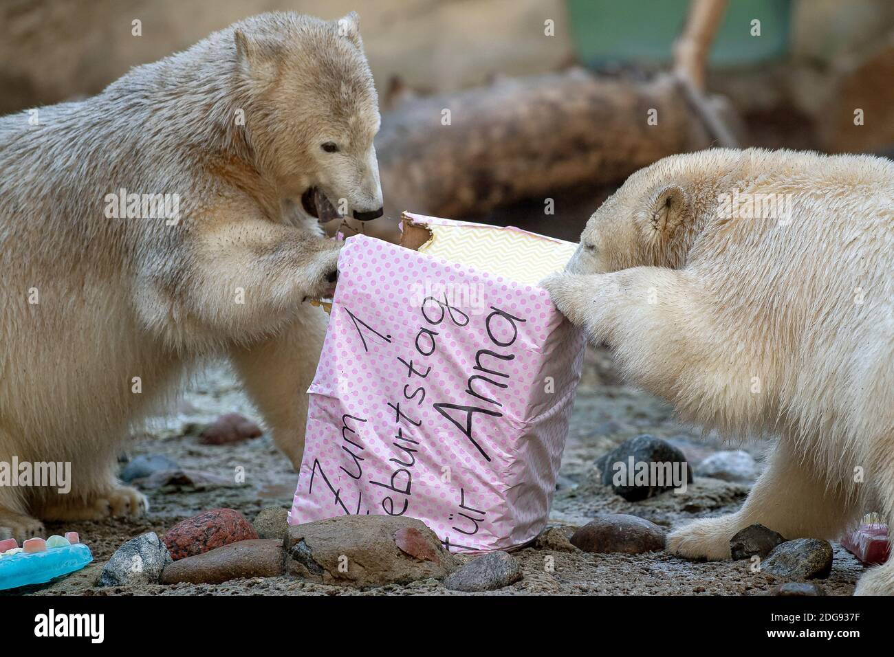 Bremerhaven, Germany. 08th Dec, 2020. The polar bear cubs Anna and Elsa ...
