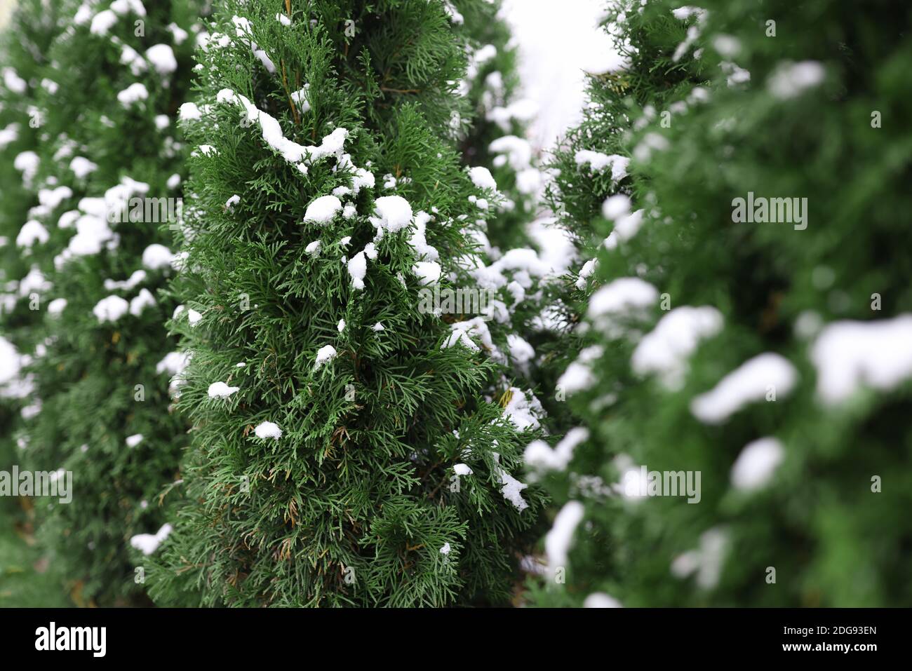 Green tree is covered with white snow Stock Photo - Alamy
