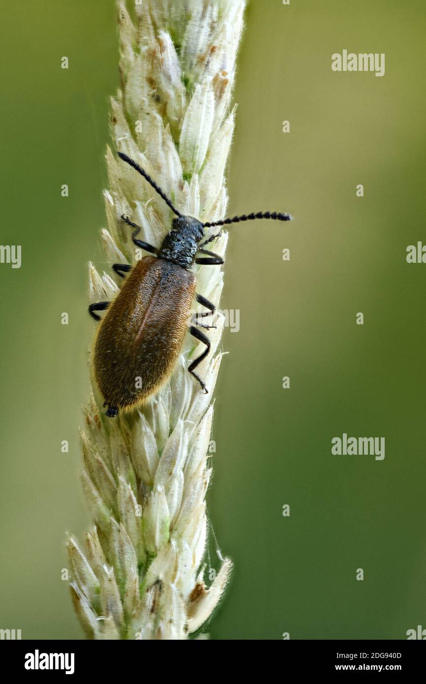 Beetle lagria hirta hi-res stock photography and images - Alamy
