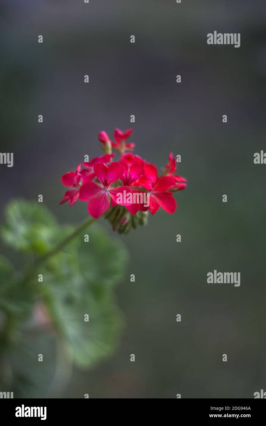 Bloom biological hi-res stock photography and images - Alamy