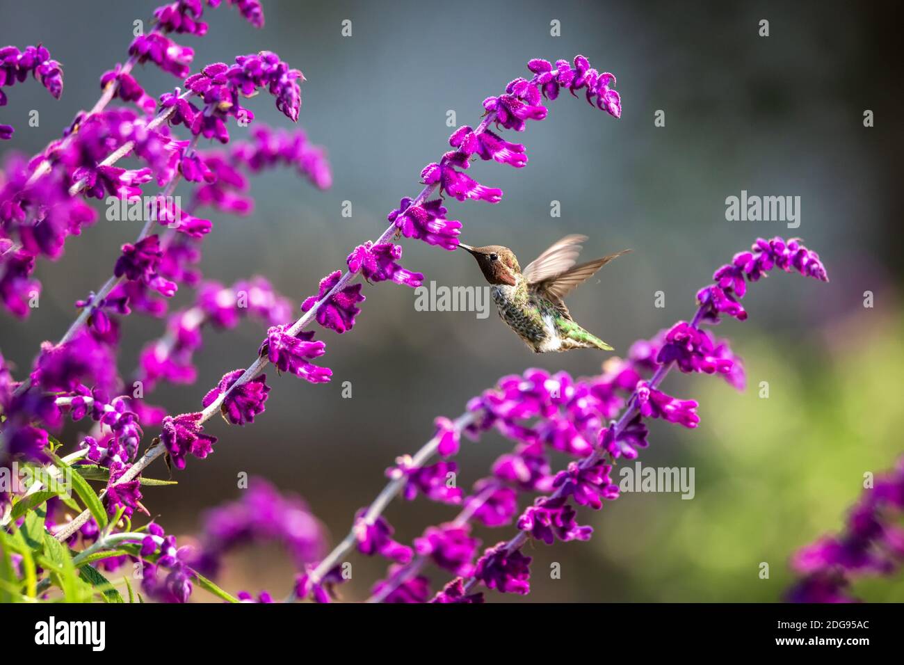 Anna's Hummingbird in Flight with Purple Flowers Stock Photo - Alamy