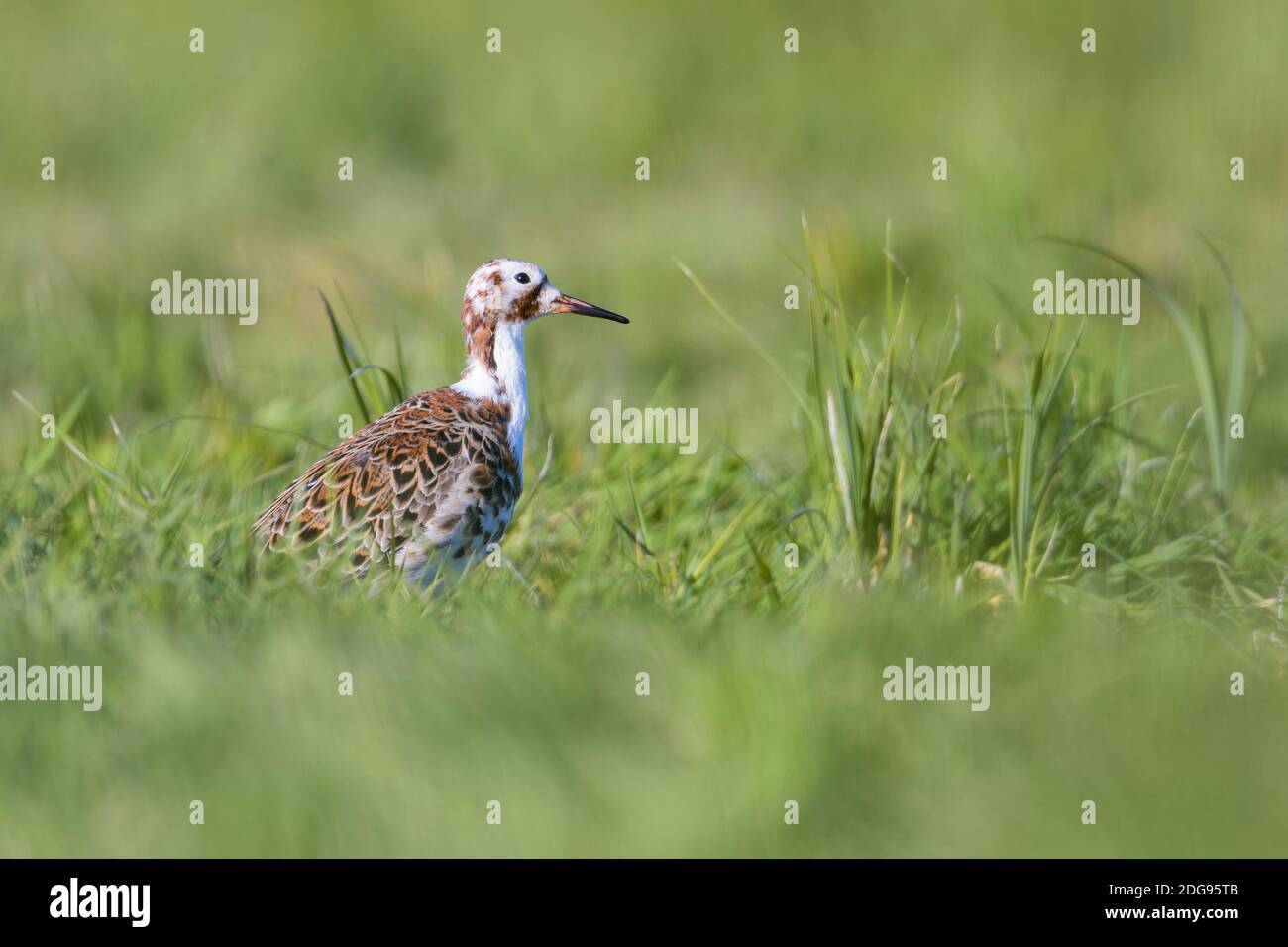 Ruff bird hi-res stock photography and images - Alamy