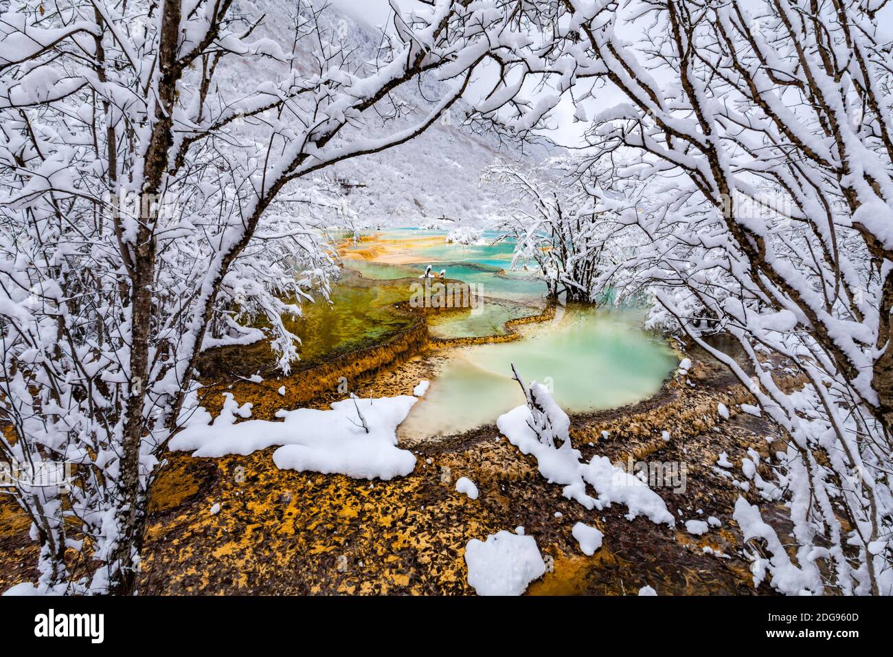 View of trees with snow covered branches and icy water Stock Photo - Alamy