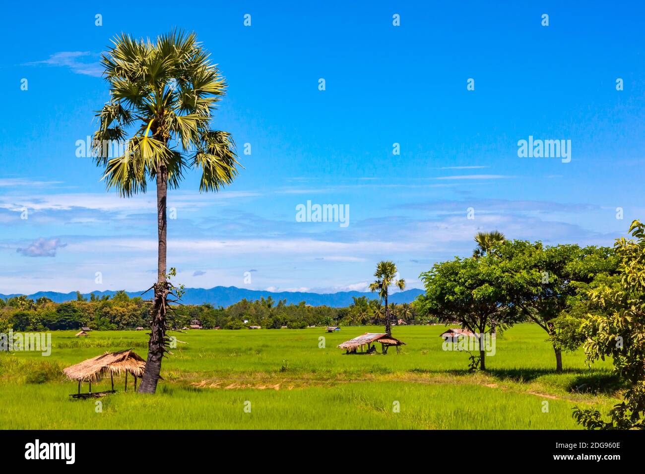 Paddy rice field palm trees hi-res stock photography and images - Alamy