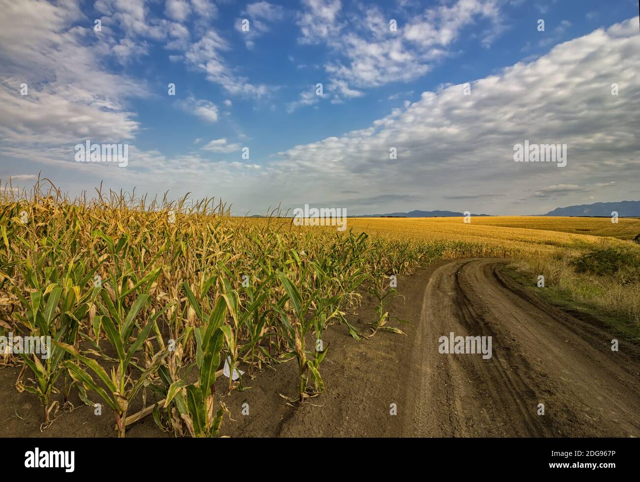 Country road with cornfield hi-res stock photography and images - Alamy