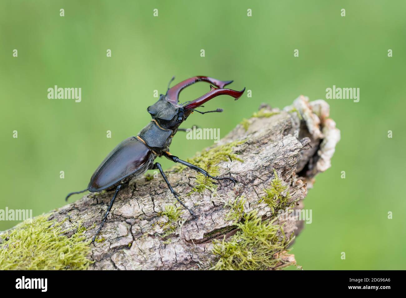 Male european stag beetle hi-res stock photography and images - Alamy