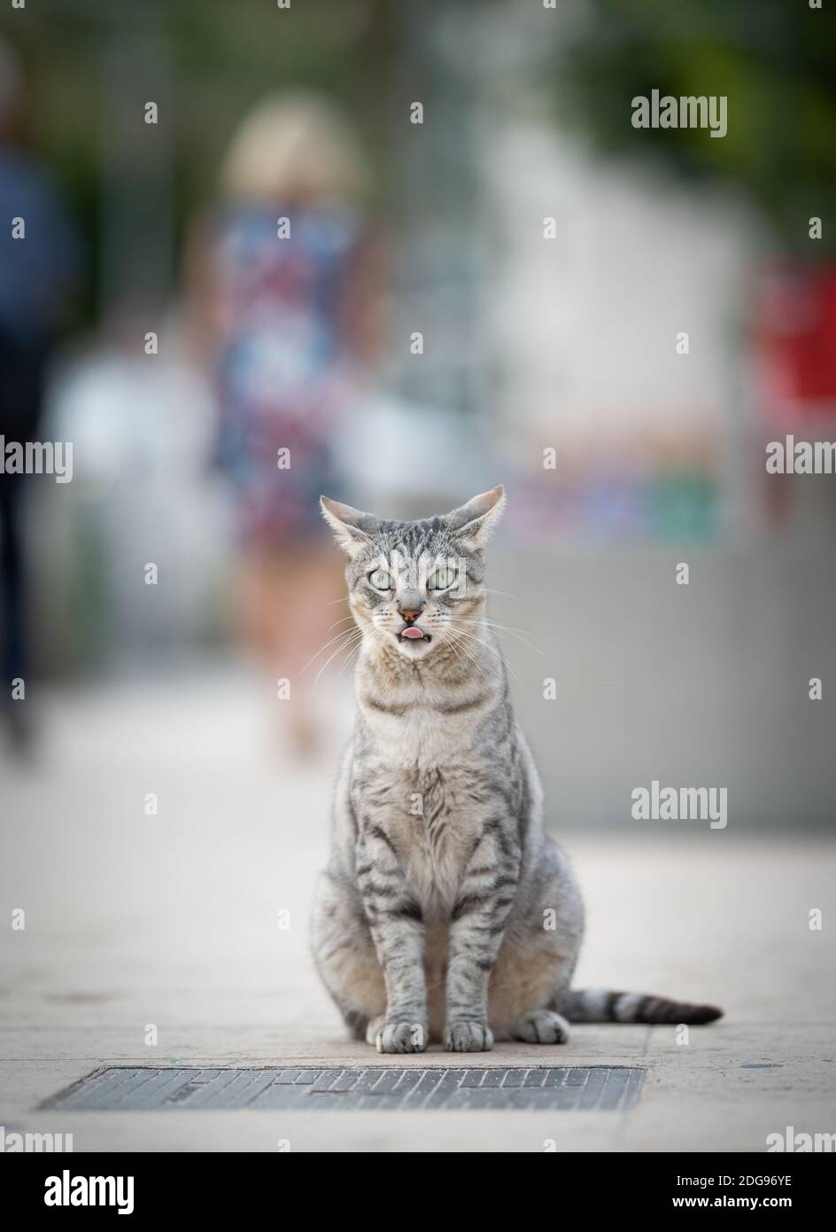 Cat with folded ear hi-res stock photography and images - Alamy