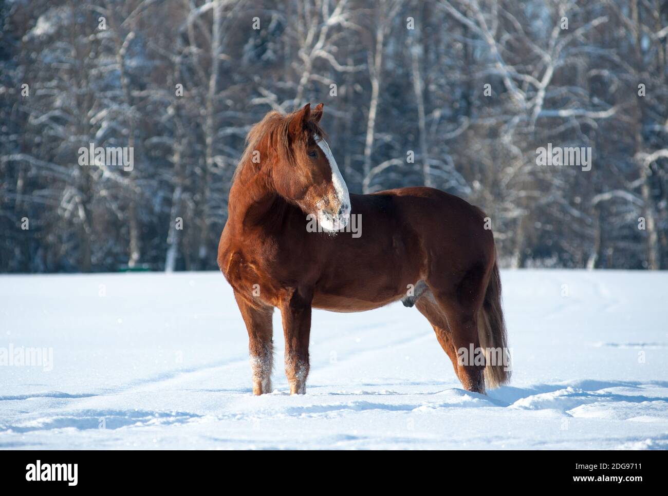 Draft horse breed hi-res stock photography and images - Alamy