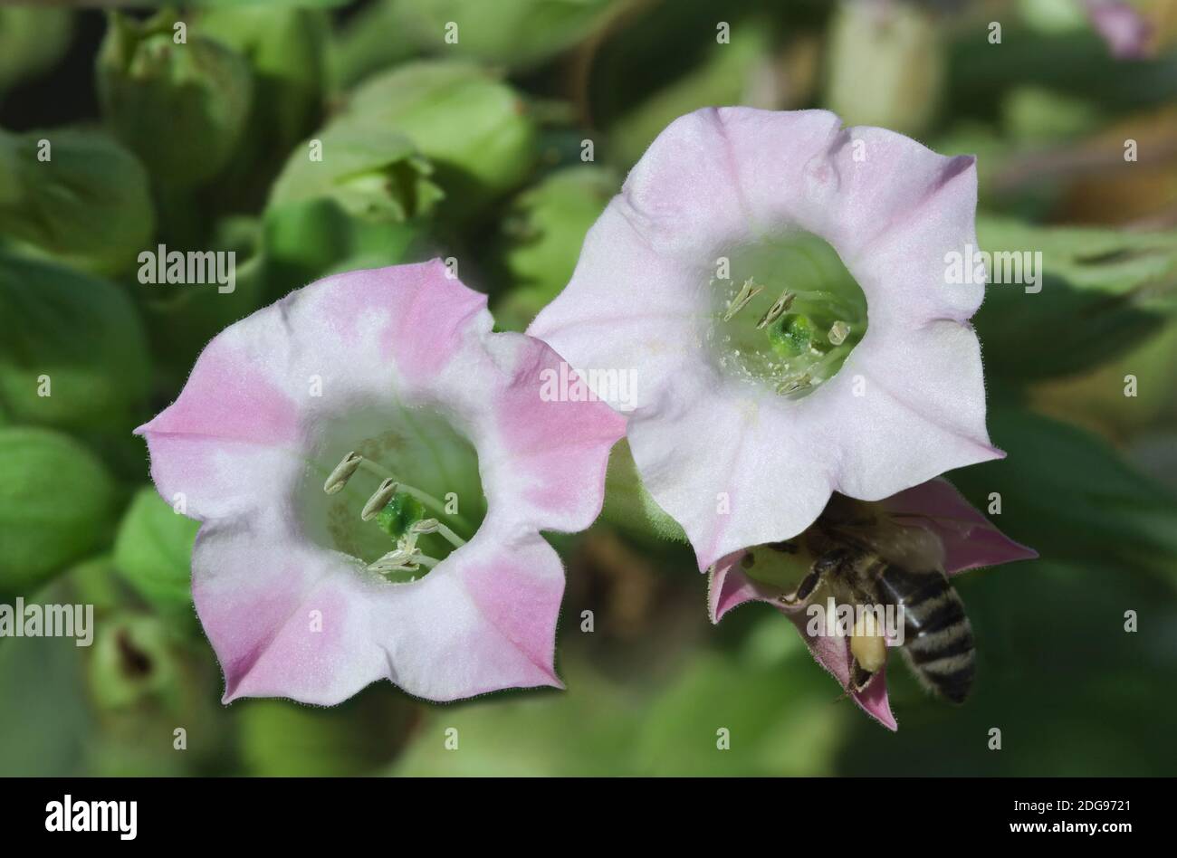 Tobacco Flower Pollination Stock Photo - Alamy