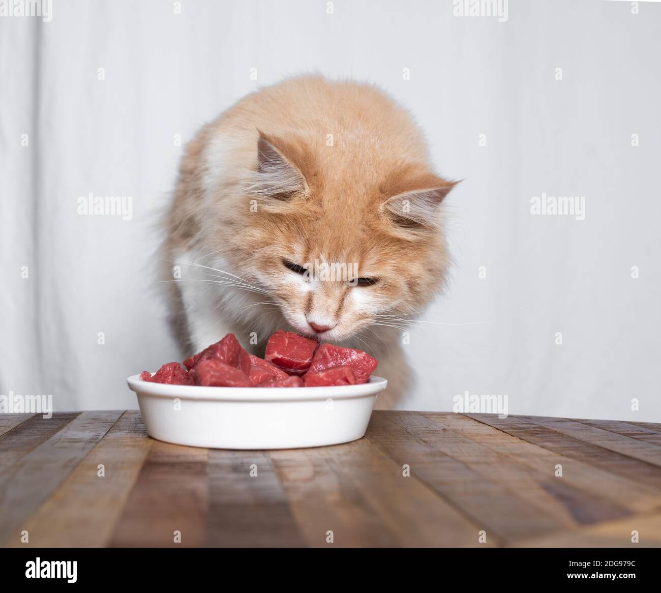 cream tabby ginger maine coon cat eating raw beef meat Stock Photo - Alamy