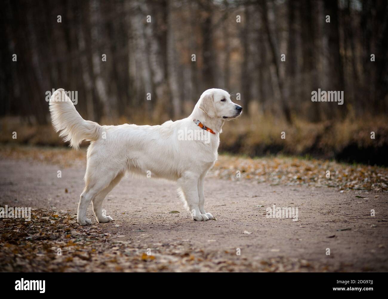 Young golden retriever in autumn park standing Stock Photo - Alamy