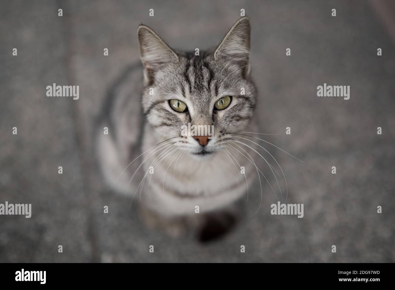turkish silver tabby stray cat looking up at camera Stock Photo - Alamy
