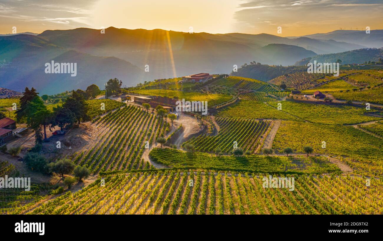 Panoramic photo of vineyard field at sunset Stock Photo - Alamy