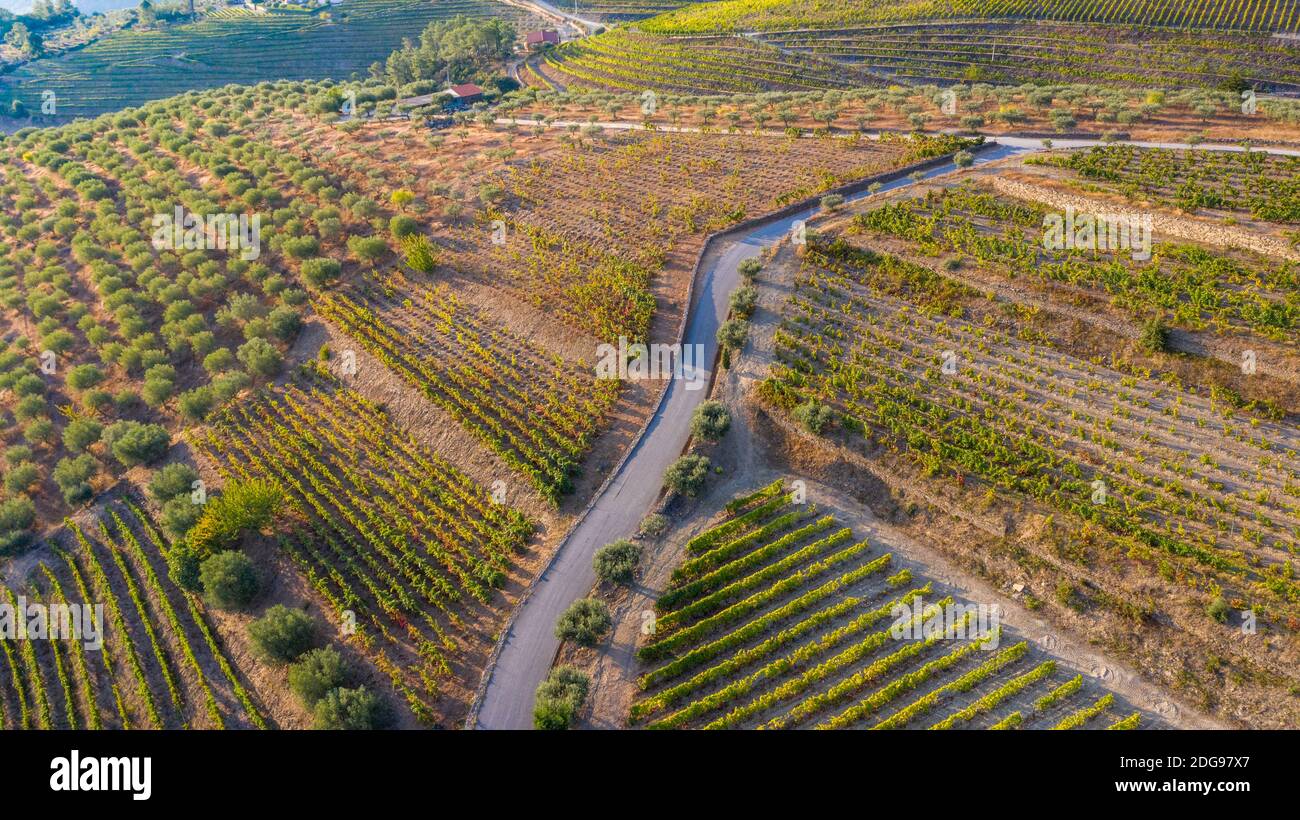Panoramic photo of vineyard field Stock Photo - Alamy