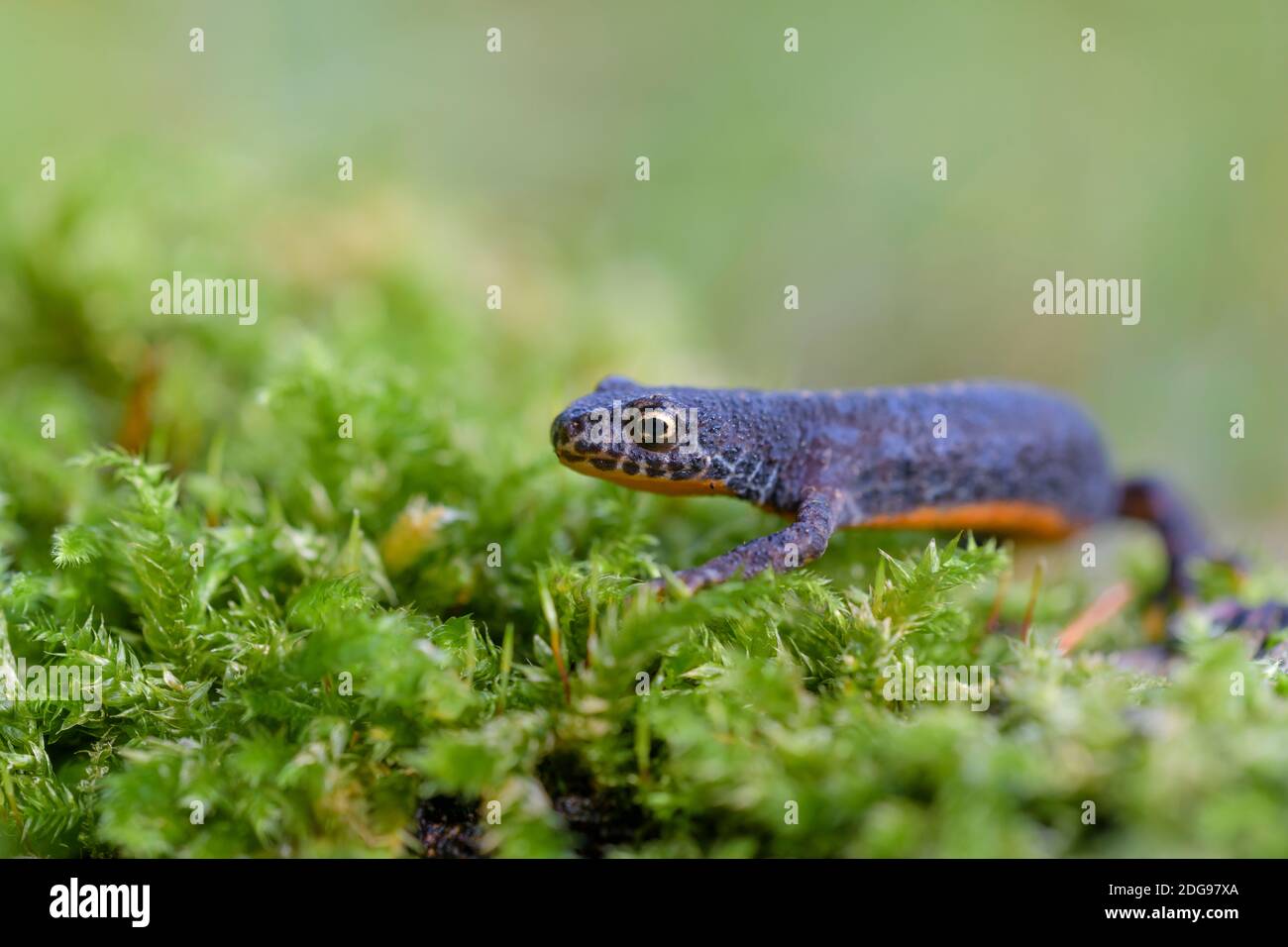 Mesotriton alpestris hi-res stock photography and images - Alamy