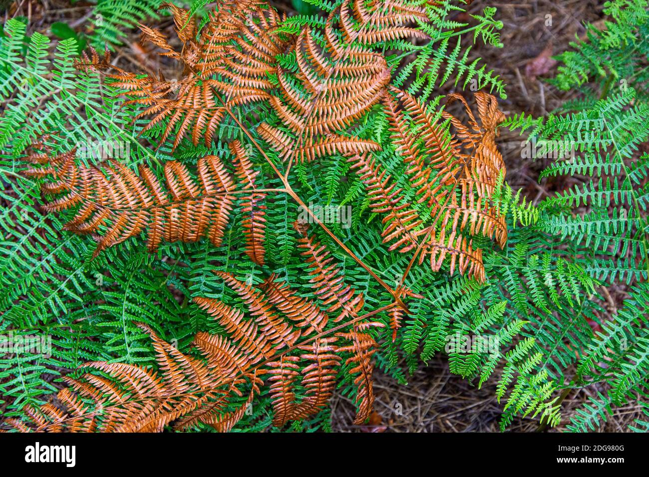 Autumn fern hi-res stock photography and images - Alamy