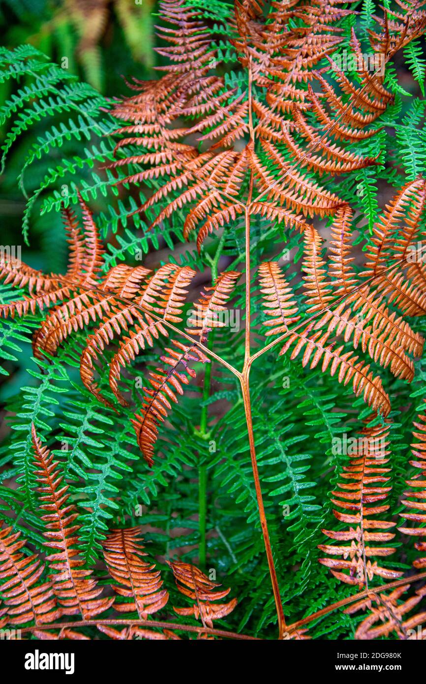Autumn fern hi-res stock photography and images - Alamy
