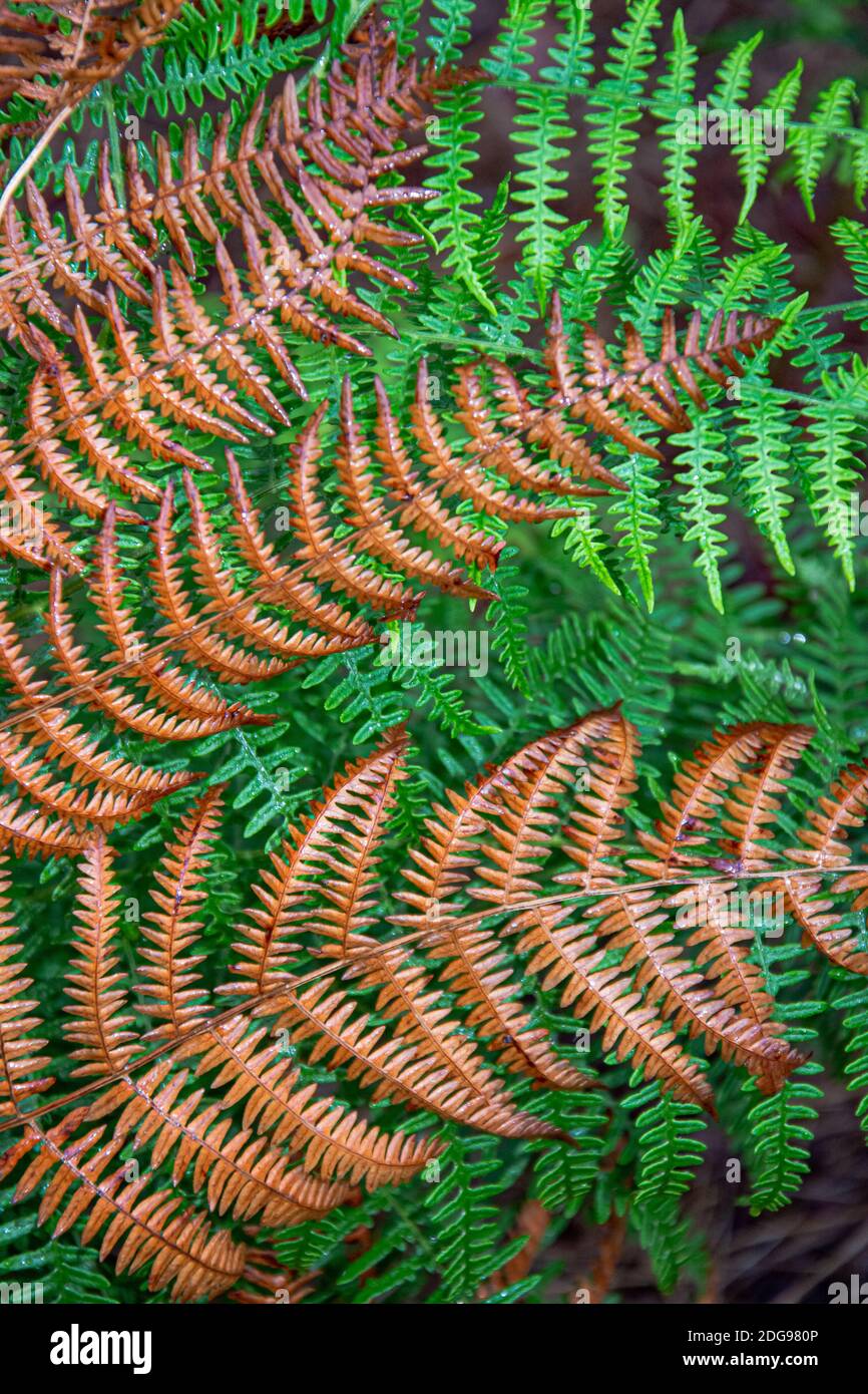 Autumn Fern High Resolution Stock Photography and Images - Alamy
