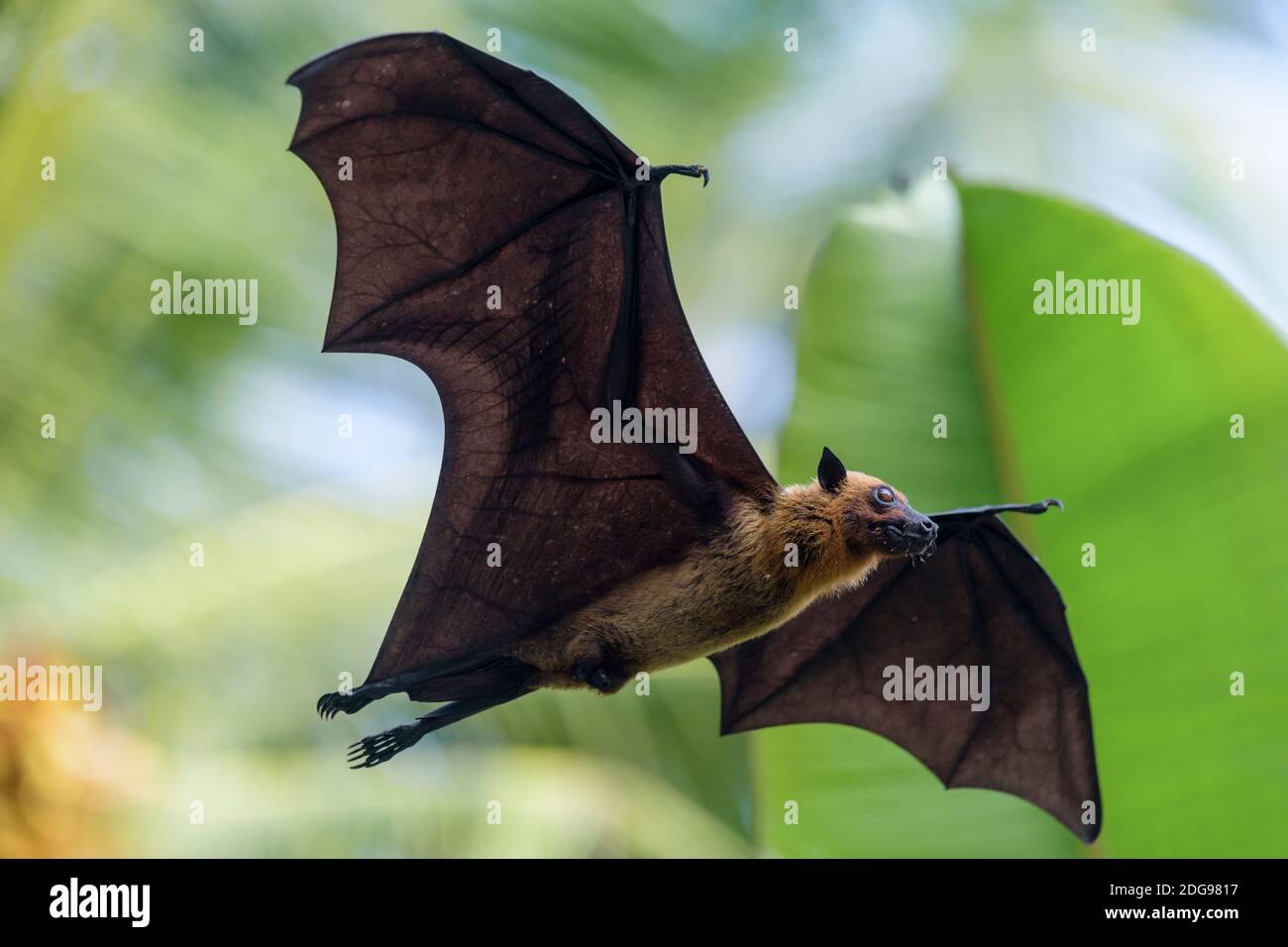 Flughund, Pteropus medius, flying fox Stock Photo - Alamy