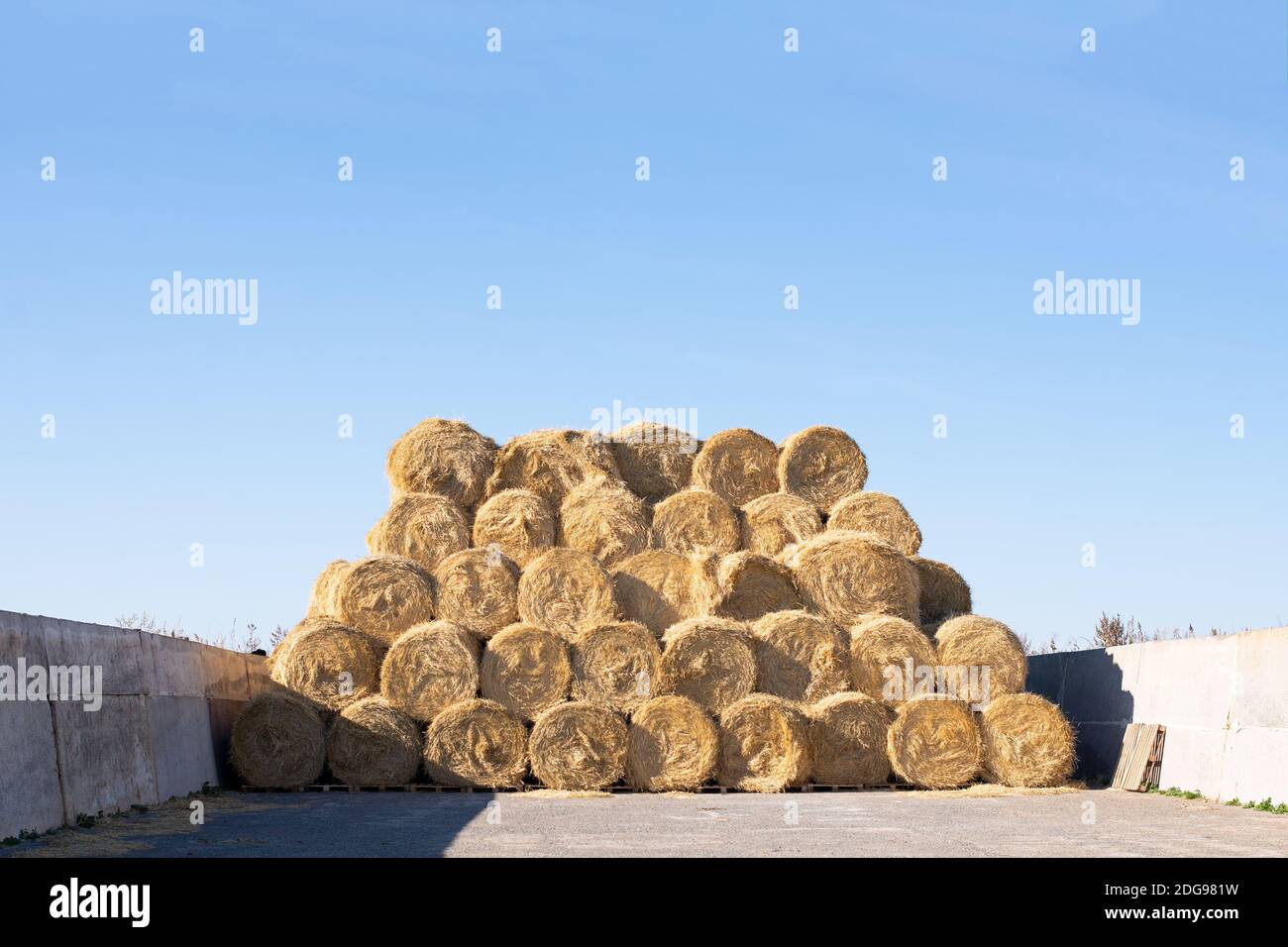 round stacks of dry grass hay stacked for storage Stock Photo - Alamy