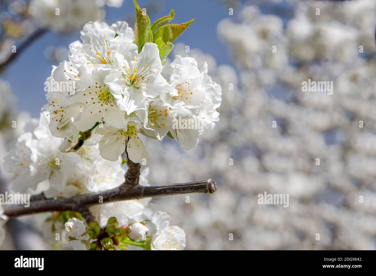 Cherry blossom close up, fruit Stock Photo - Alamy