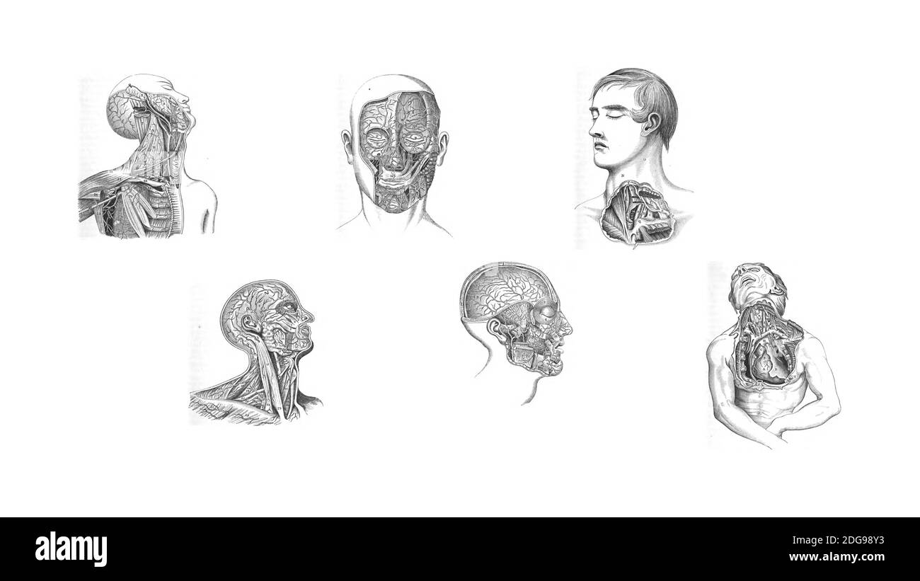 An illustration of the human head circulatory system from different ...