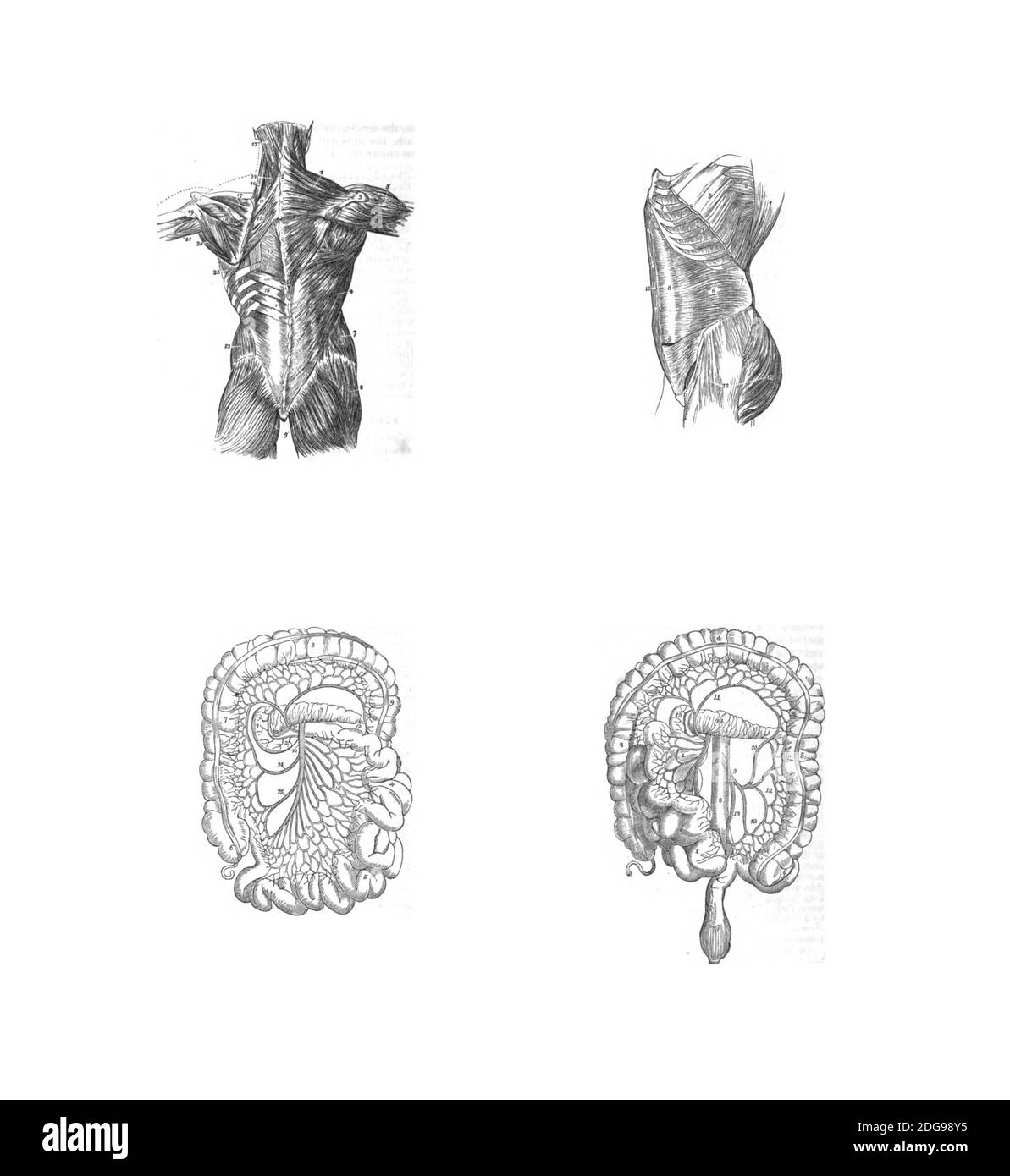 An illustration of human muscle drawings and the intestinal system ...