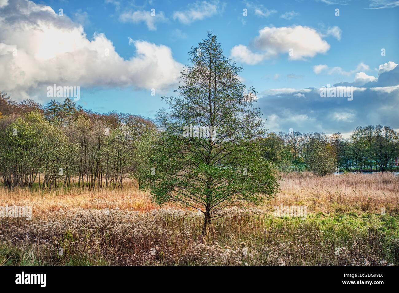 Lone tree in a meadow on a gloomy day conveys abandon, autumnal ...