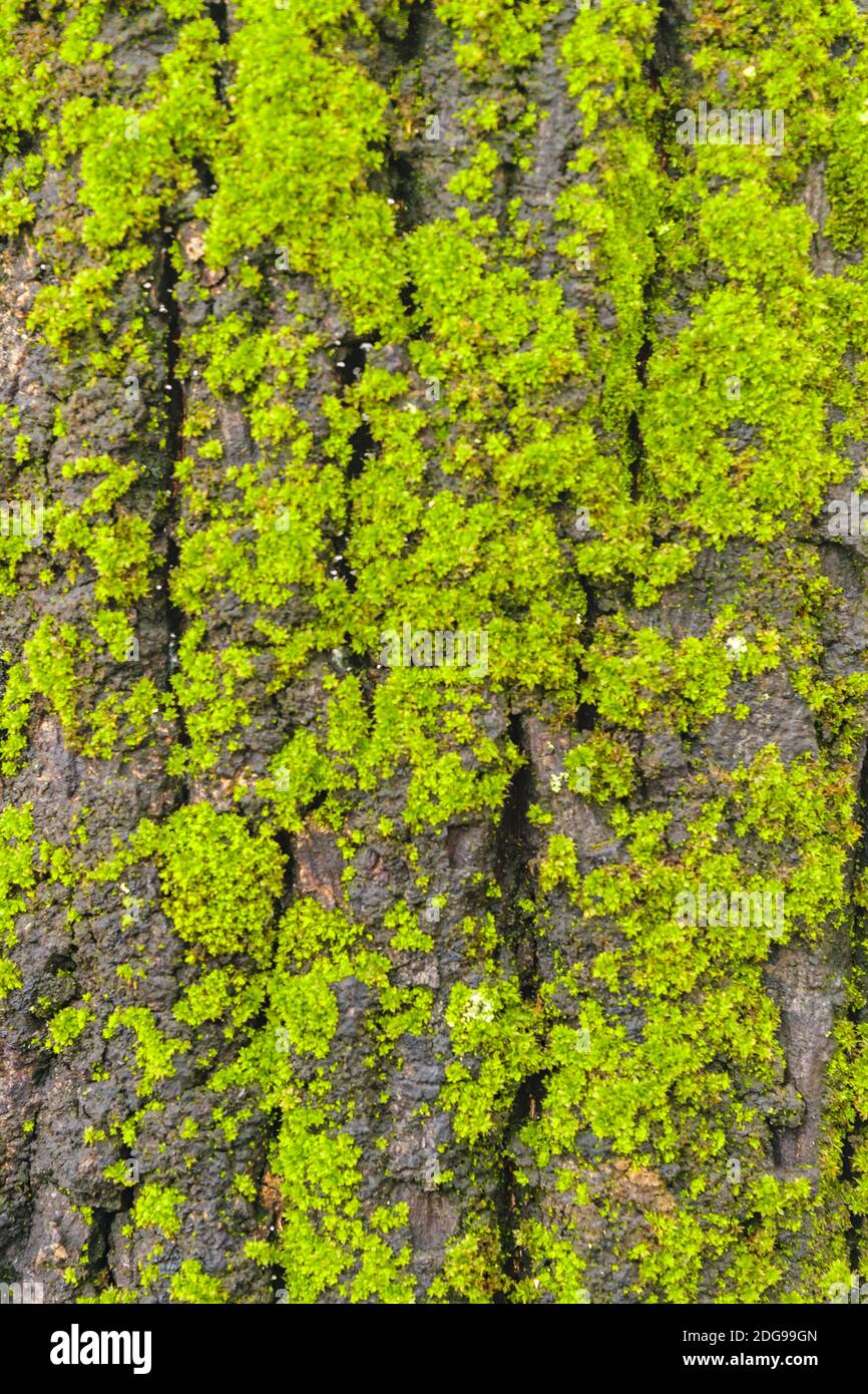 Moss Trees Closeup Stock Photo - Alamy