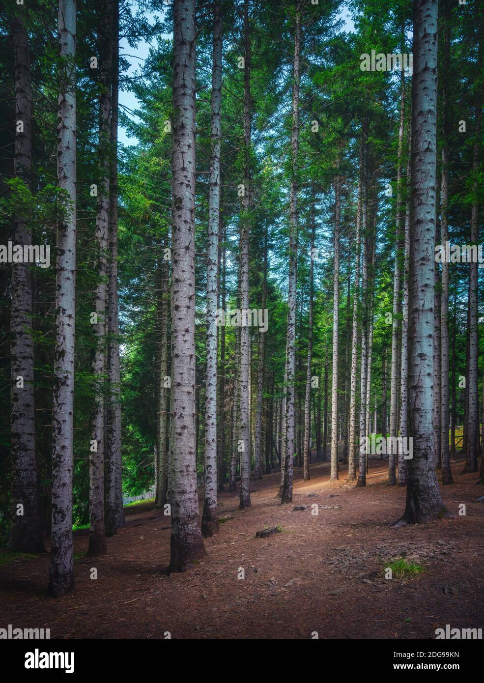 Mountain path inside a silver fir forest in Orecchiella natural park ...
