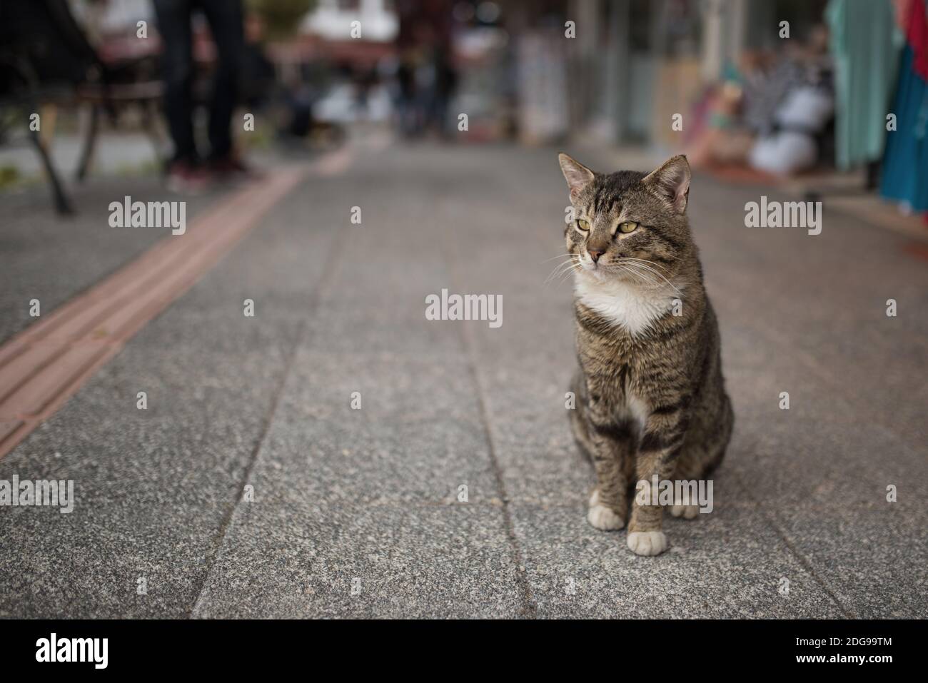 tabby turkish stray cat waiting for tourists in front of souvenir shops ...