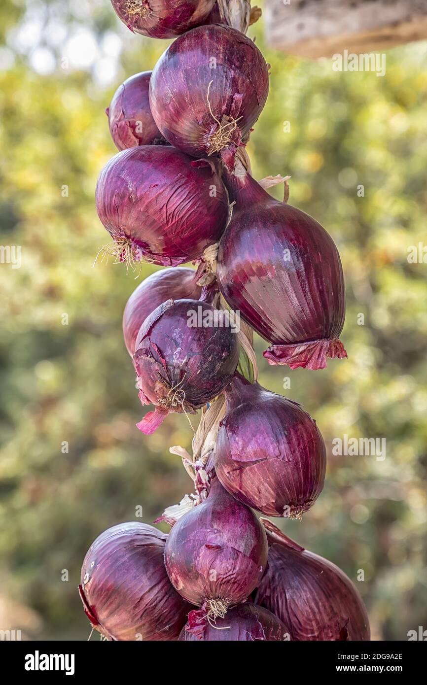 Hanging to dry onion hi-res stock photography and images - Alamy