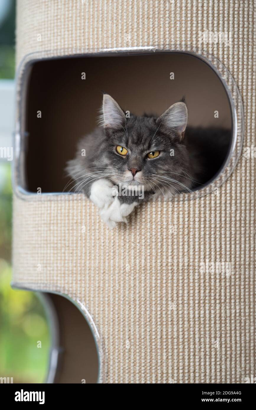 lazy young blue tabby maine coon cat with white paws relaxing in sisal ...