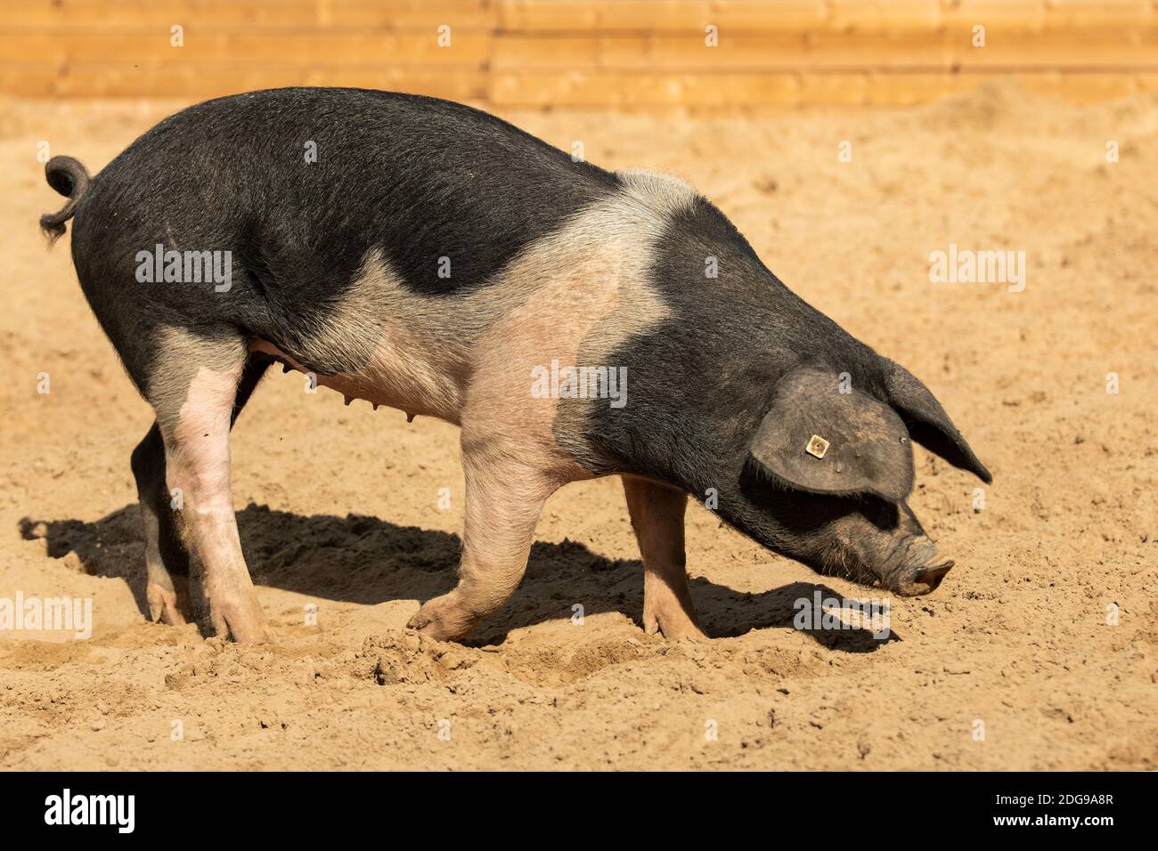 Swabian pig hi-res stock photography and images - Alamy