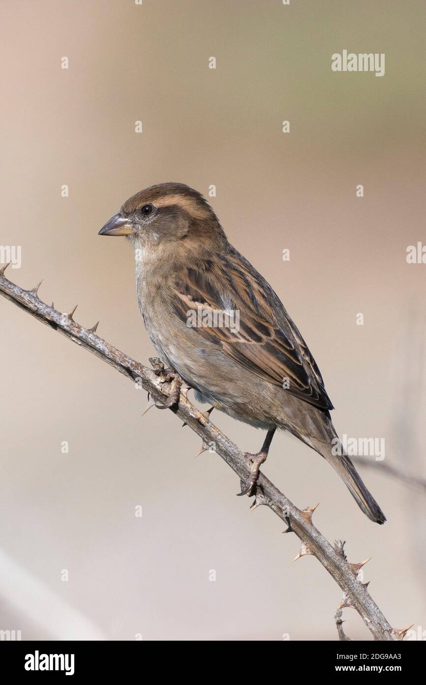 Little passer domesticus hi-res stock photography and images - Alamy