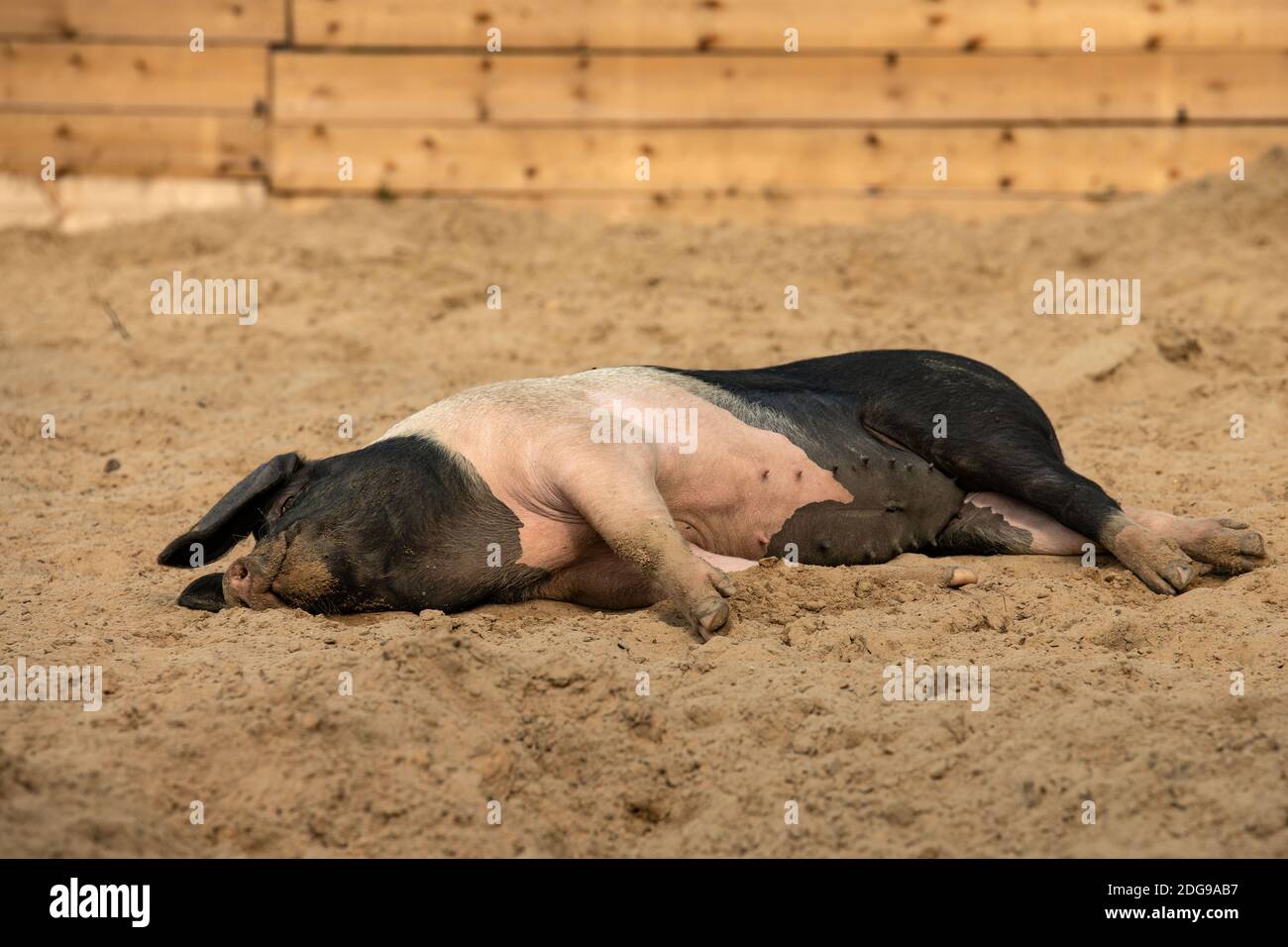 Swabian pig hi-res stock photography and images - Alamy