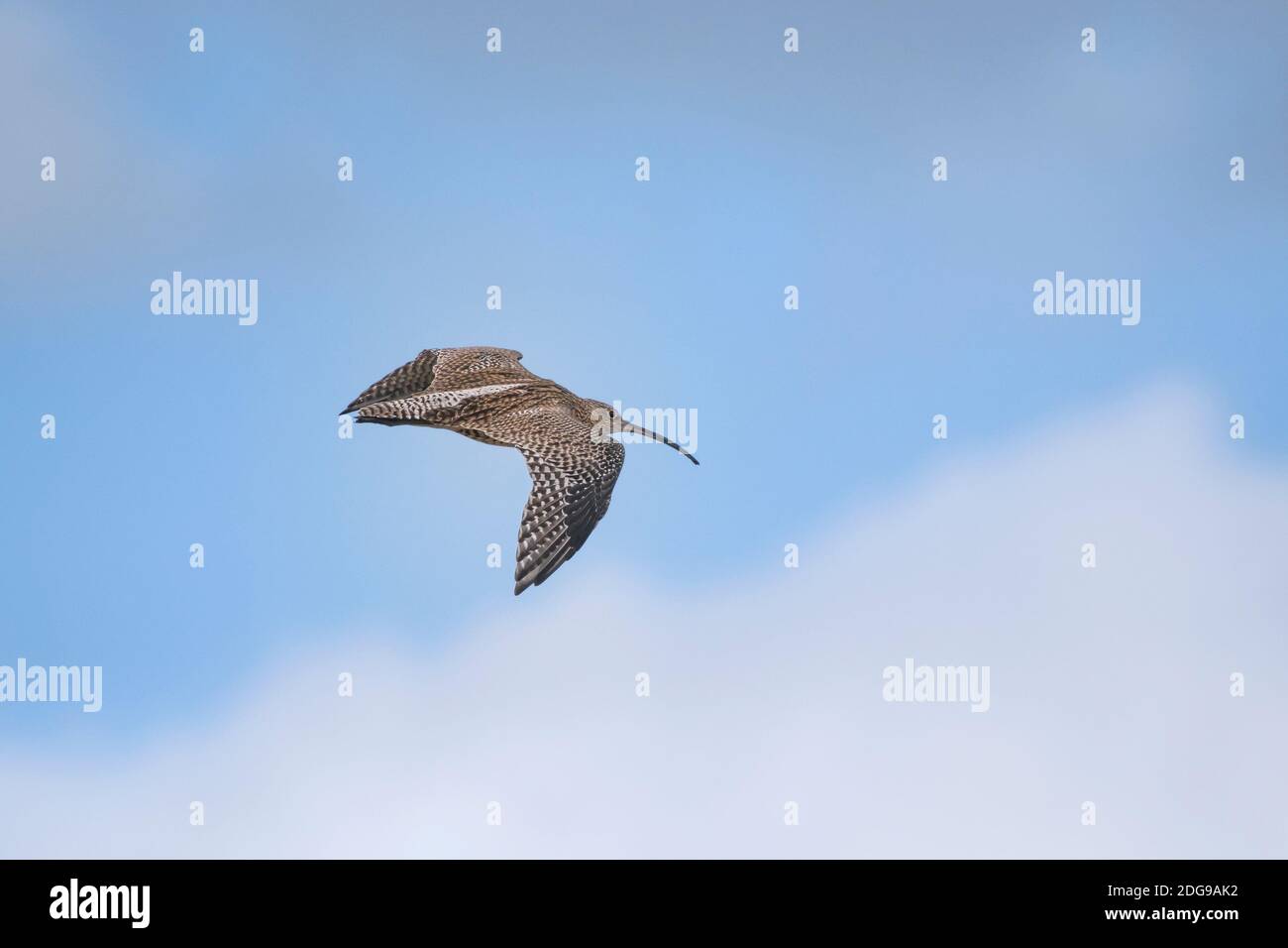 A Curlew in flight overhead Scolopax arquata Stock Photo - Alamy