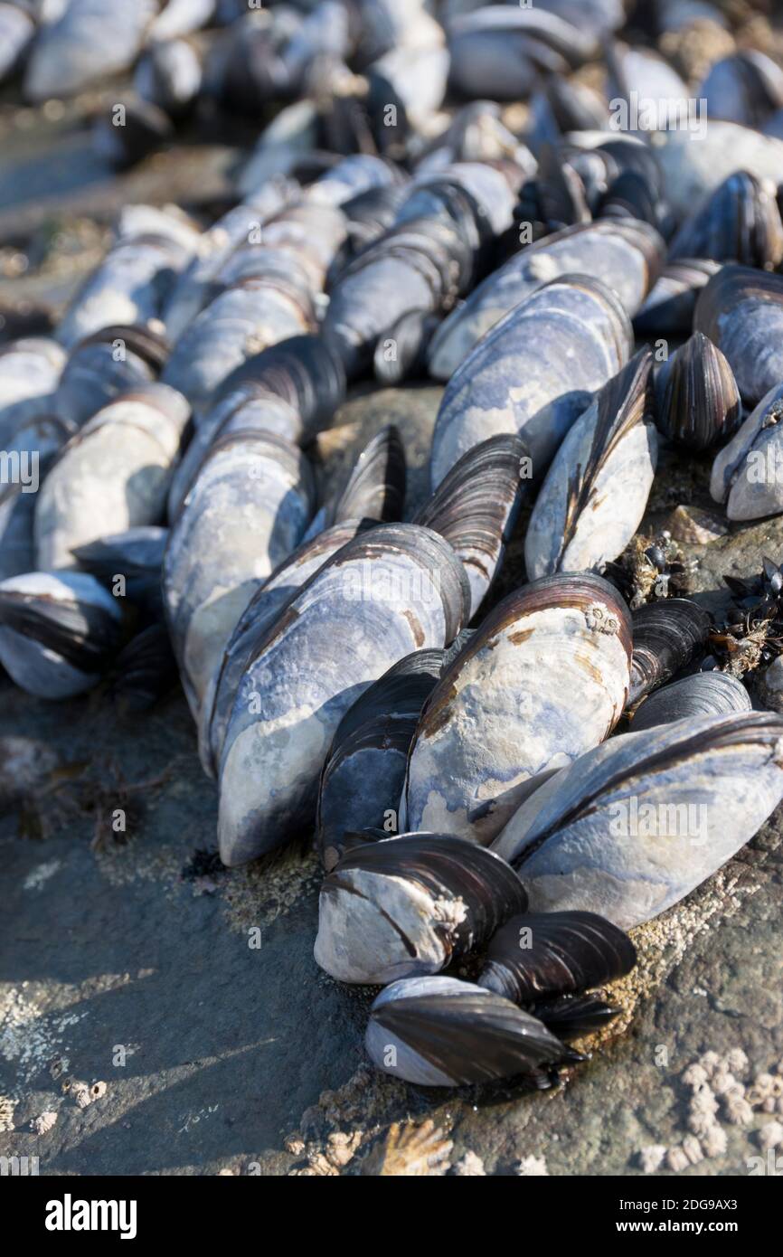 Common mussels growing on rocks at Trebarwith Strand, Cornwall,UK Stock ...