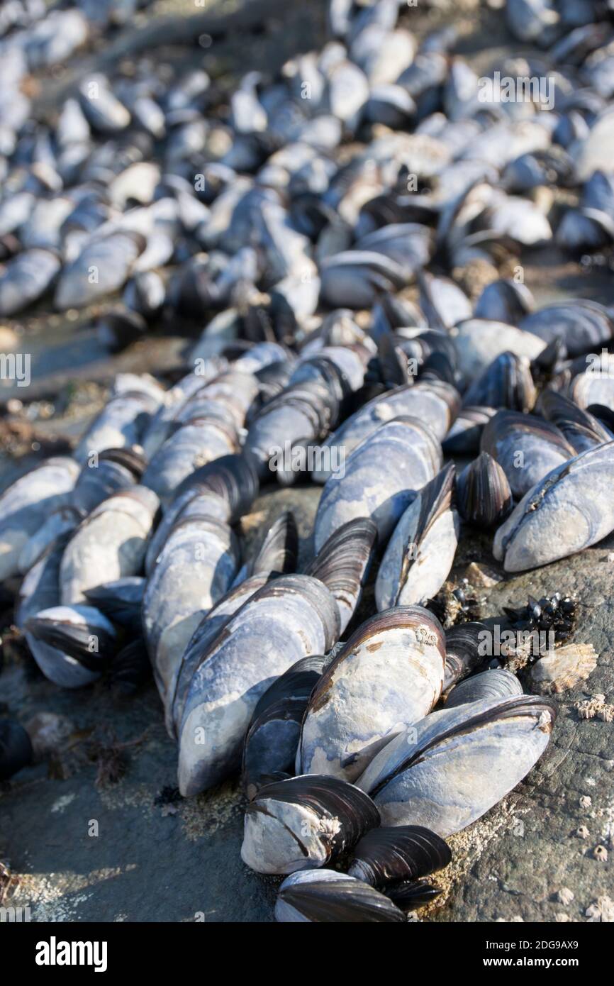 Common mussels growing on rocks at Trebarwith Strand, Cornwall,UK Stock ...