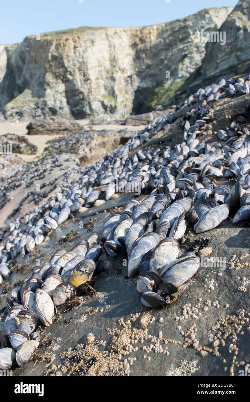 Common mussels growing on rocks at Trebarwith Strand, Cornwall,UK Stock ...