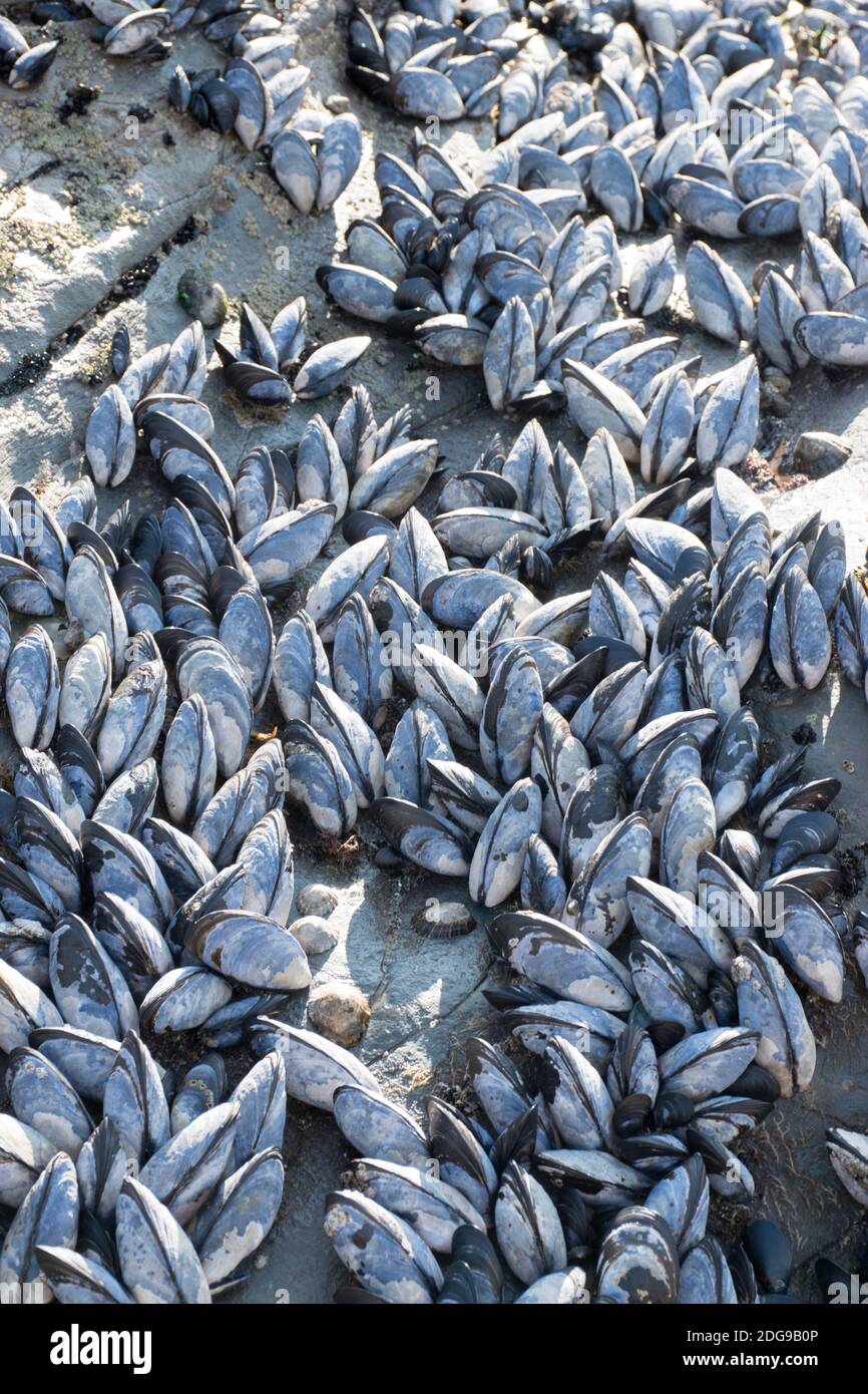 Common mussels growing on rocks at Trebarwith Strand, Cornwall,UK Stock ...
